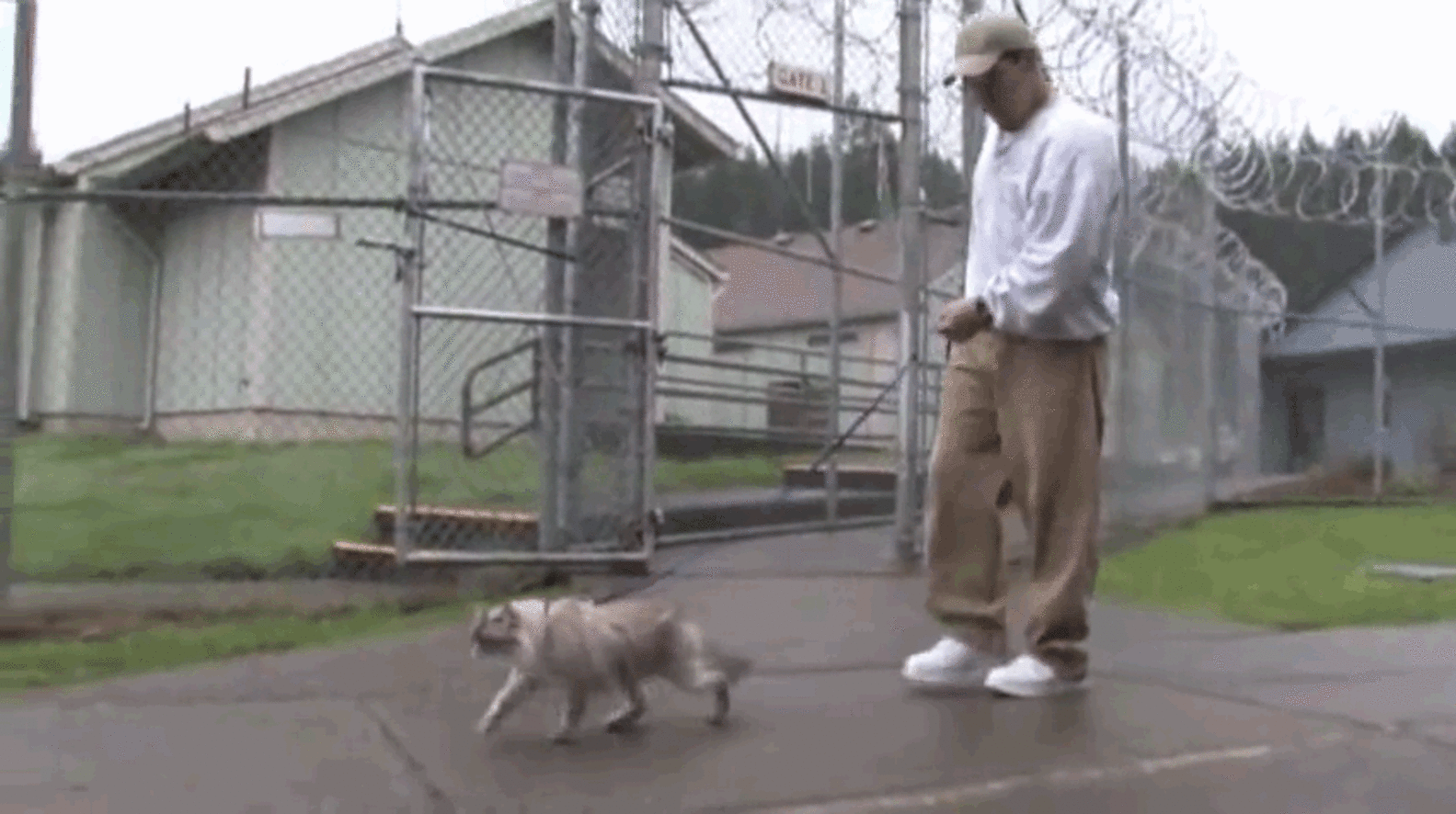 5 Inspiring Ways Animals Can Change The Lives Of Prison Inmates - The Dodo