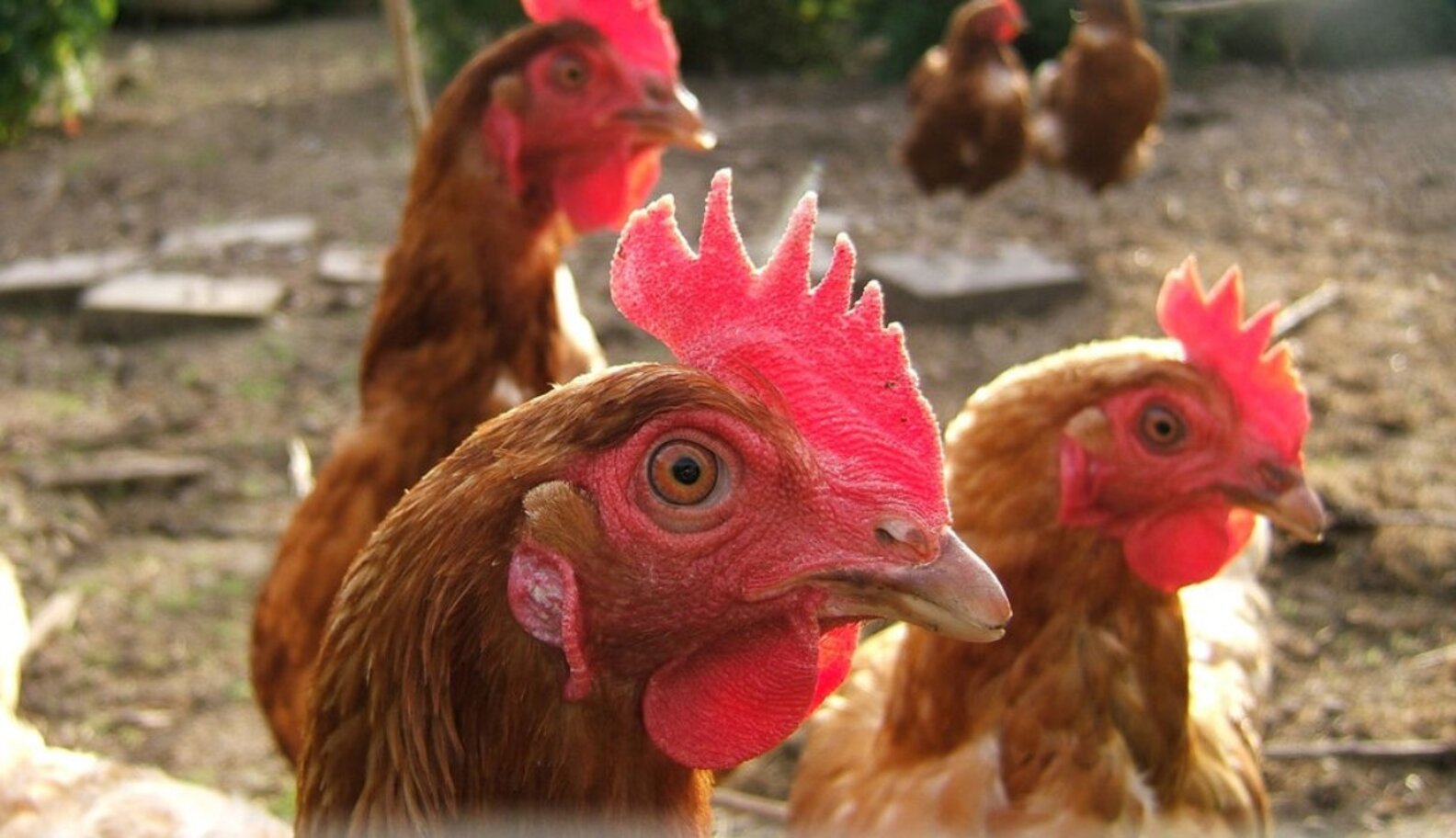 5 Inspiring Ways Animals Can Change The Lives Of Prison Inmates - The Dodo
