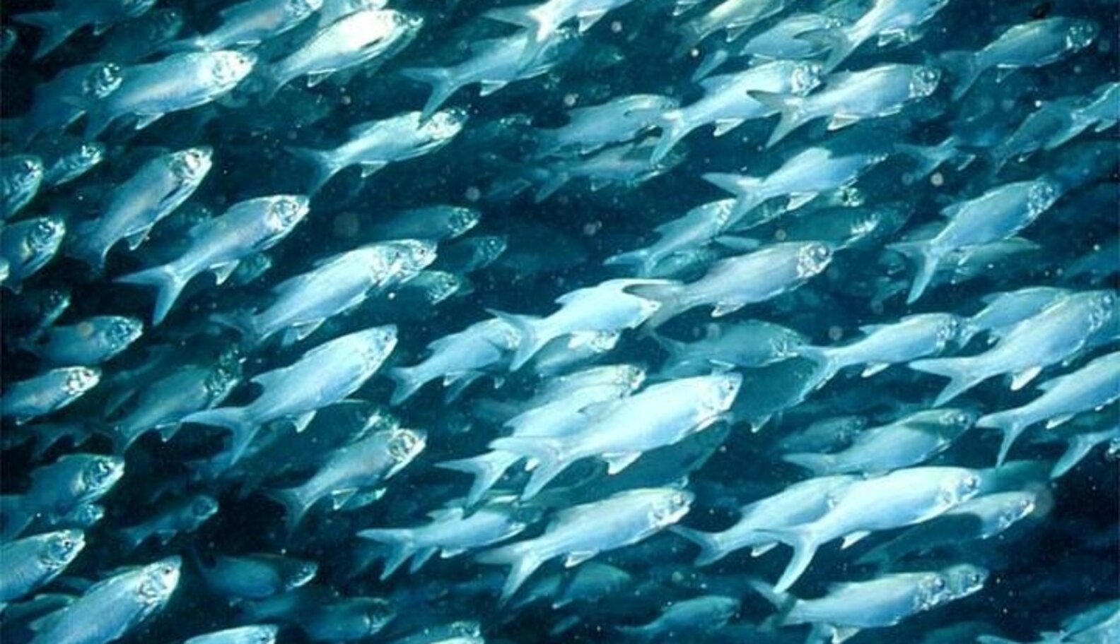 5 Inspiring Ways Animals Can Change The Lives Of Prison Inmates - The Dodo