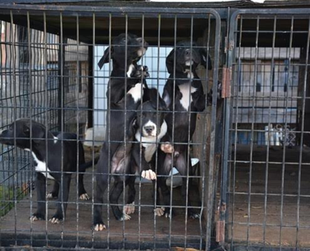 Michael Vick May Have Actually Made Dogfighting MORE Popular - The Dodo