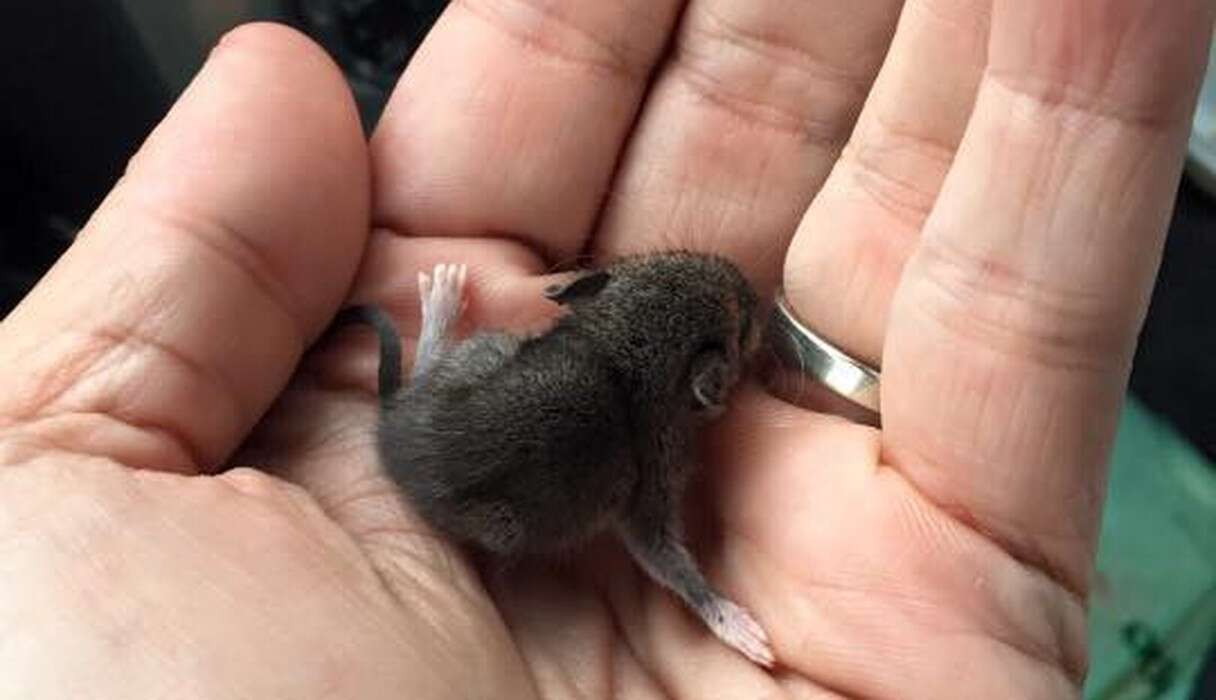 Baby Wild Mice