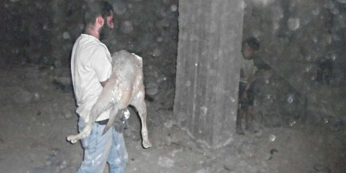 People Are Actually Staying In A War Zone ... So They Can Save Animals ...