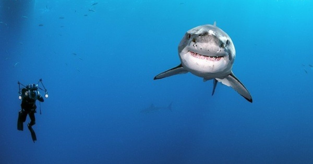 How Do Orca Calls Protect Divers From Sharks? - The Dodo