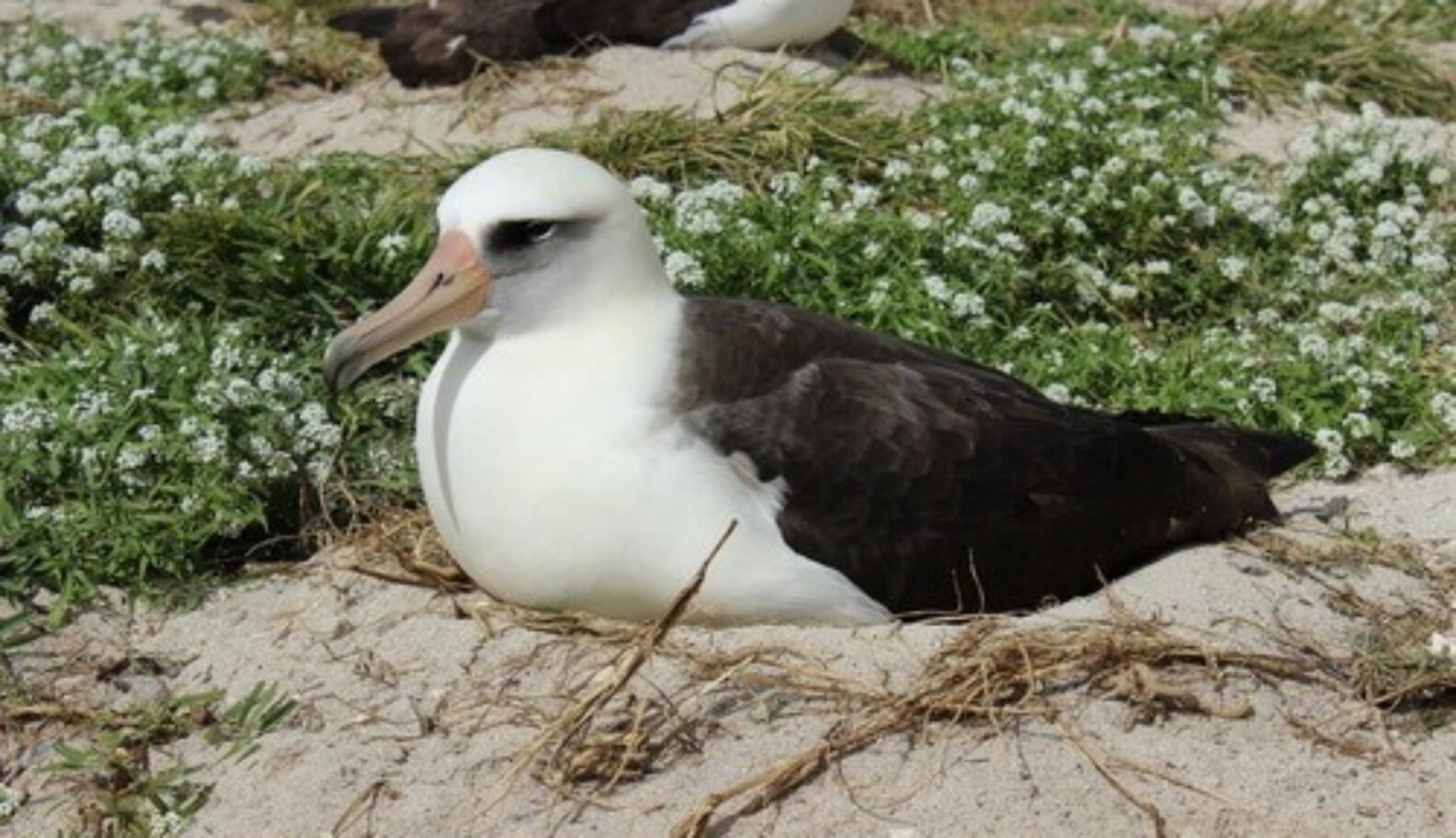 Wisdom, The World's Oldest-Known Bird, Is Rearing Another Chick - The Dodo