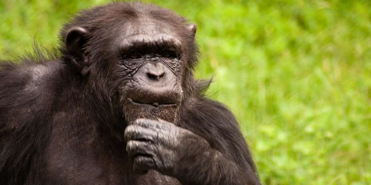 Animal Habits That Are Surprisingly Human - The Dodo