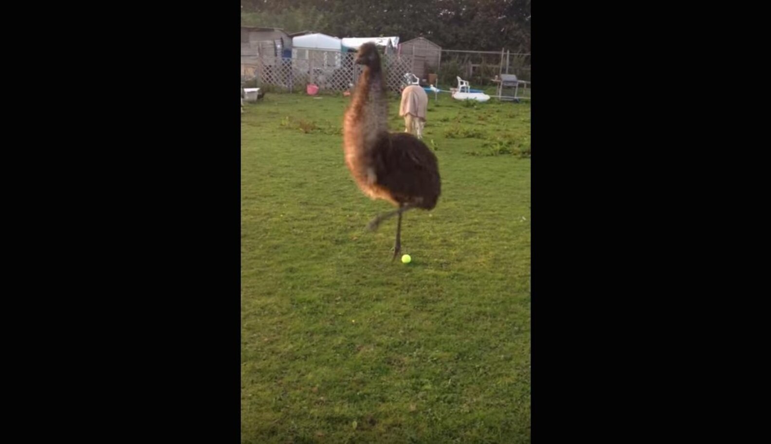 Bouncy Emu Plays Fetch Just Like A Puppy - The Dodo