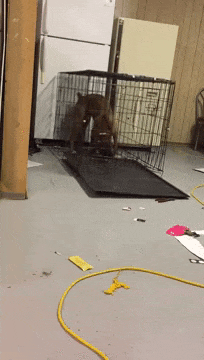 Dog Figures Out The Smartest Way To Escape His Cage - The Dodo