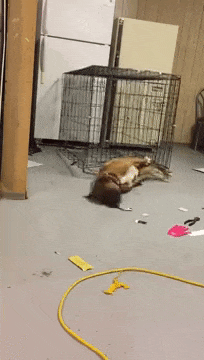 Dog Figures Out The Smartest Way To Escape His Cage - The Dodo