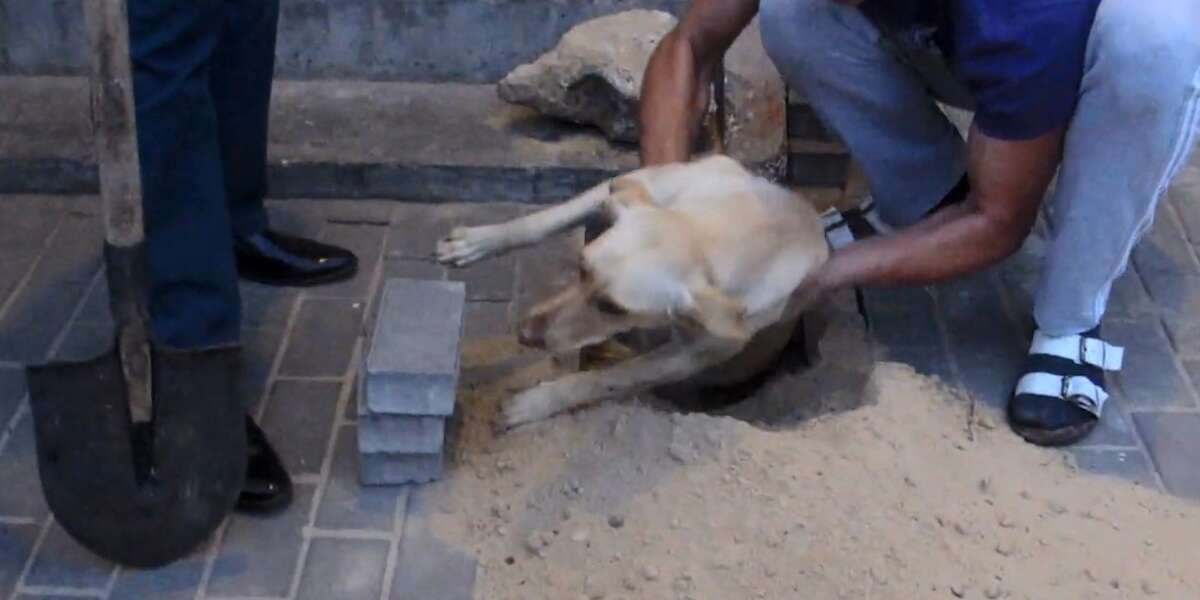 Dog Trapped Under The Sidewalk Cries Until Help Arrives - Videos - The Dodo