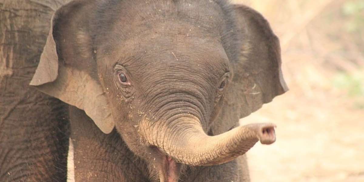 Mother Elephant Rescues Baby Stuck In Mud Pit - The Dodo