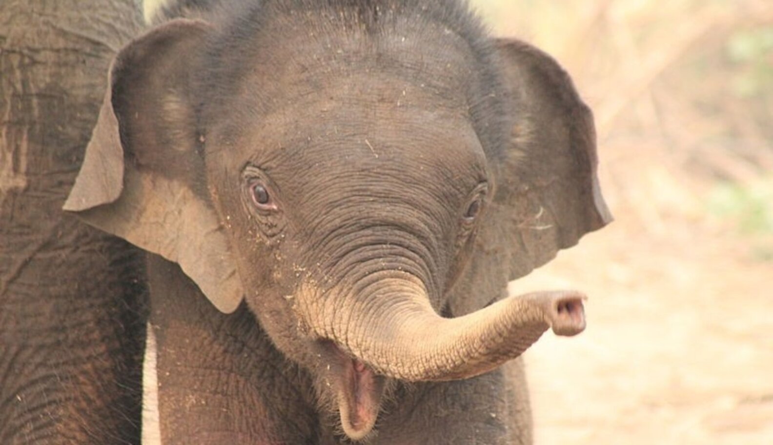 Mother Elephant Rescues Baby Stuck In Mud Pit - The Dodo