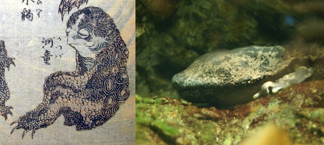 8 Mythical Creatures Who May Have Actually Been Based On Real Animals ...