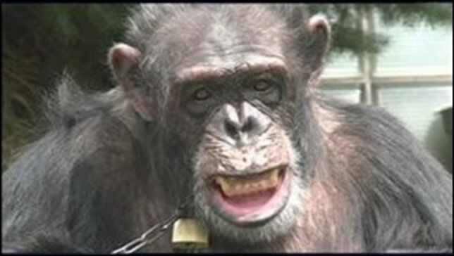 Unlocking The Cage Documentary Wants To Free Captive Chimps - The Dodo