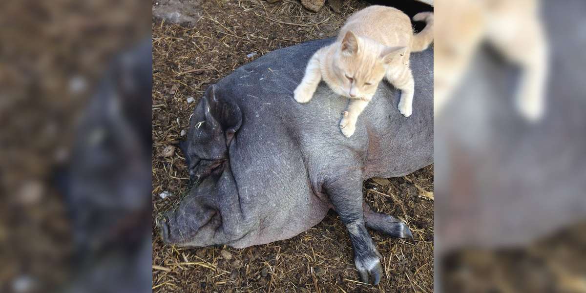 Pot-Bellied Pig And Cat Bonded After Owner Left Them - The Dodo