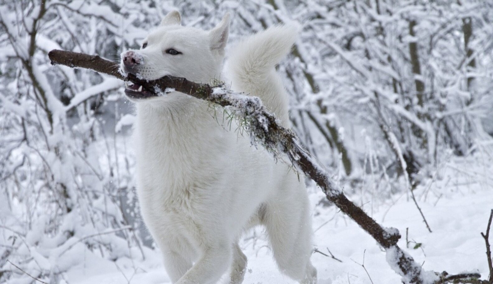 8 Overjoyed Dogs Who Just Love Romping In The Snow - The Dodo