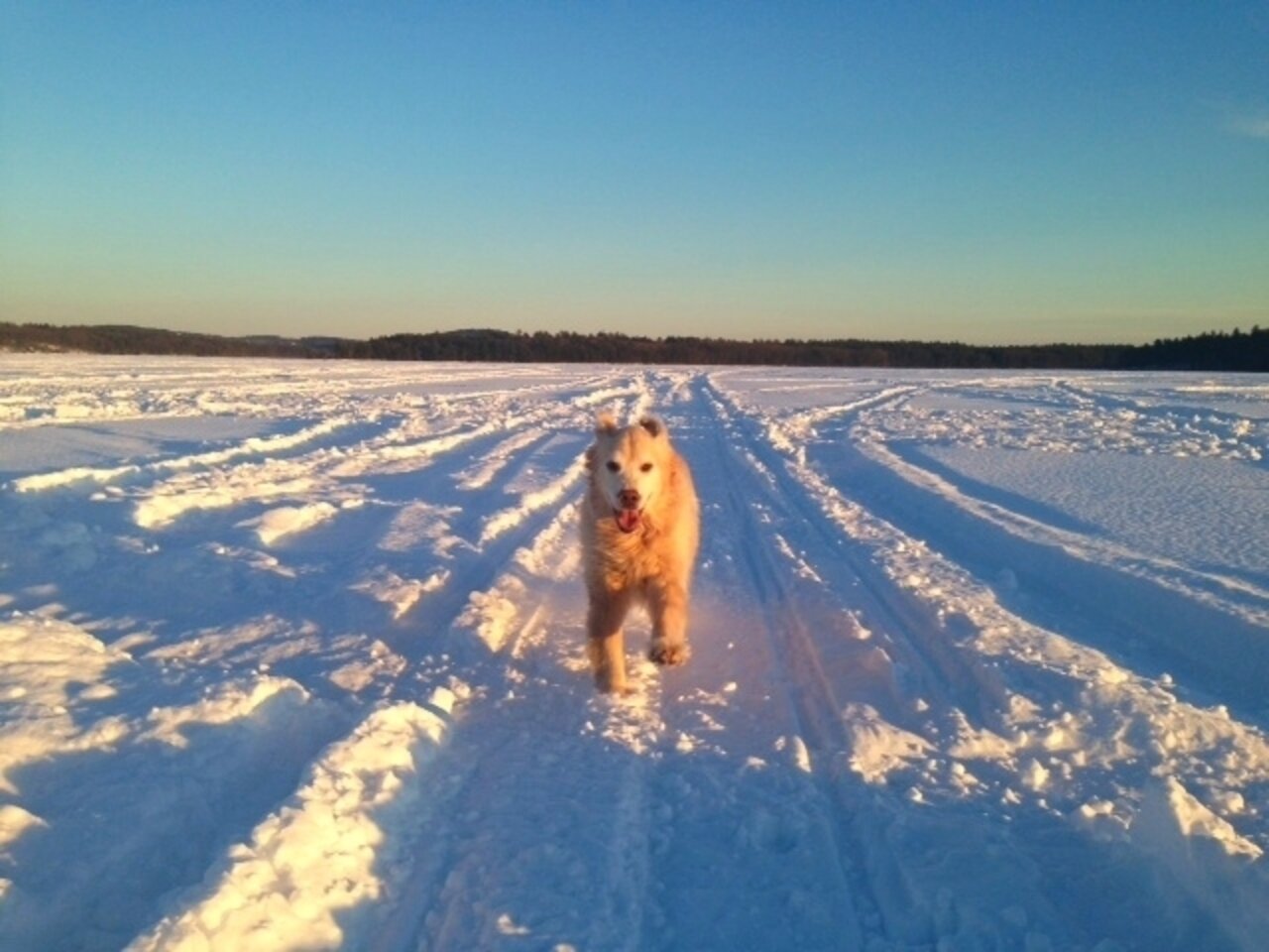 8 Overjoyed Dogs Who Just Love Romping In The Snow - The Dodo