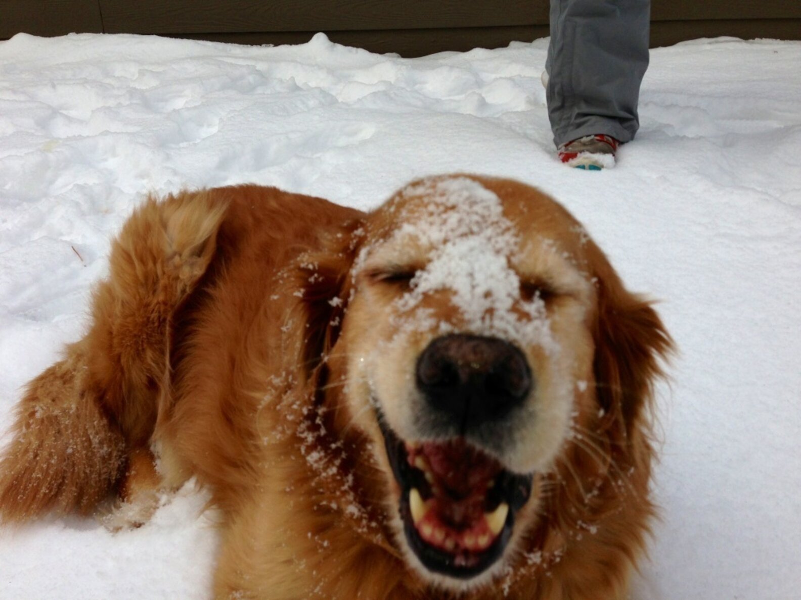 8 Overjoyed Dogs Who Just Love Romping In The Snow - The Dodo
