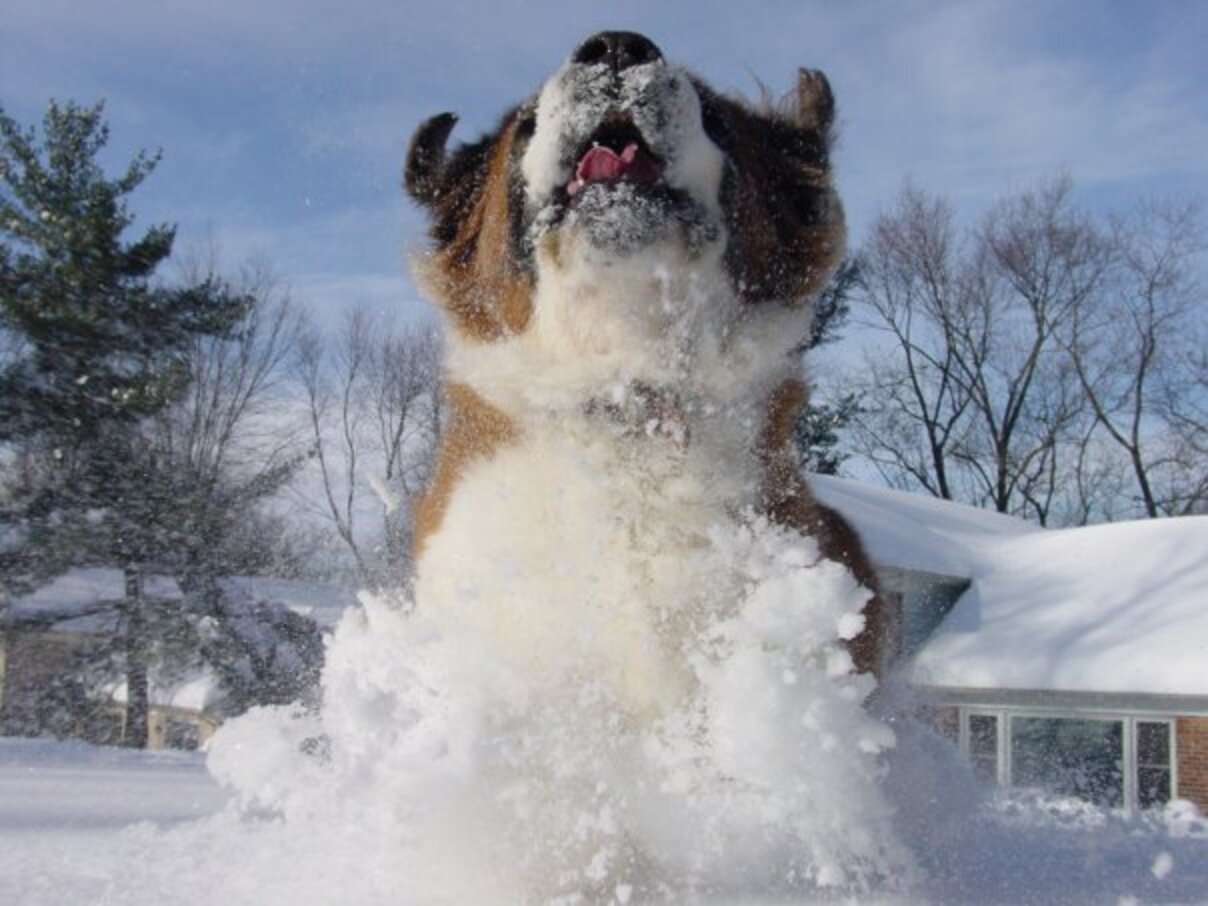 8 Overjoyed Dogs Who Just Love Romping In The Snow - The Dodo