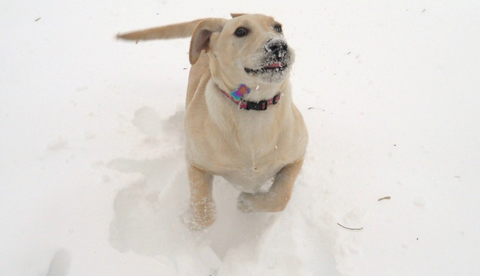 8 Overjoyed Dogs Who Just Love Romping In The Snow - The Dodo