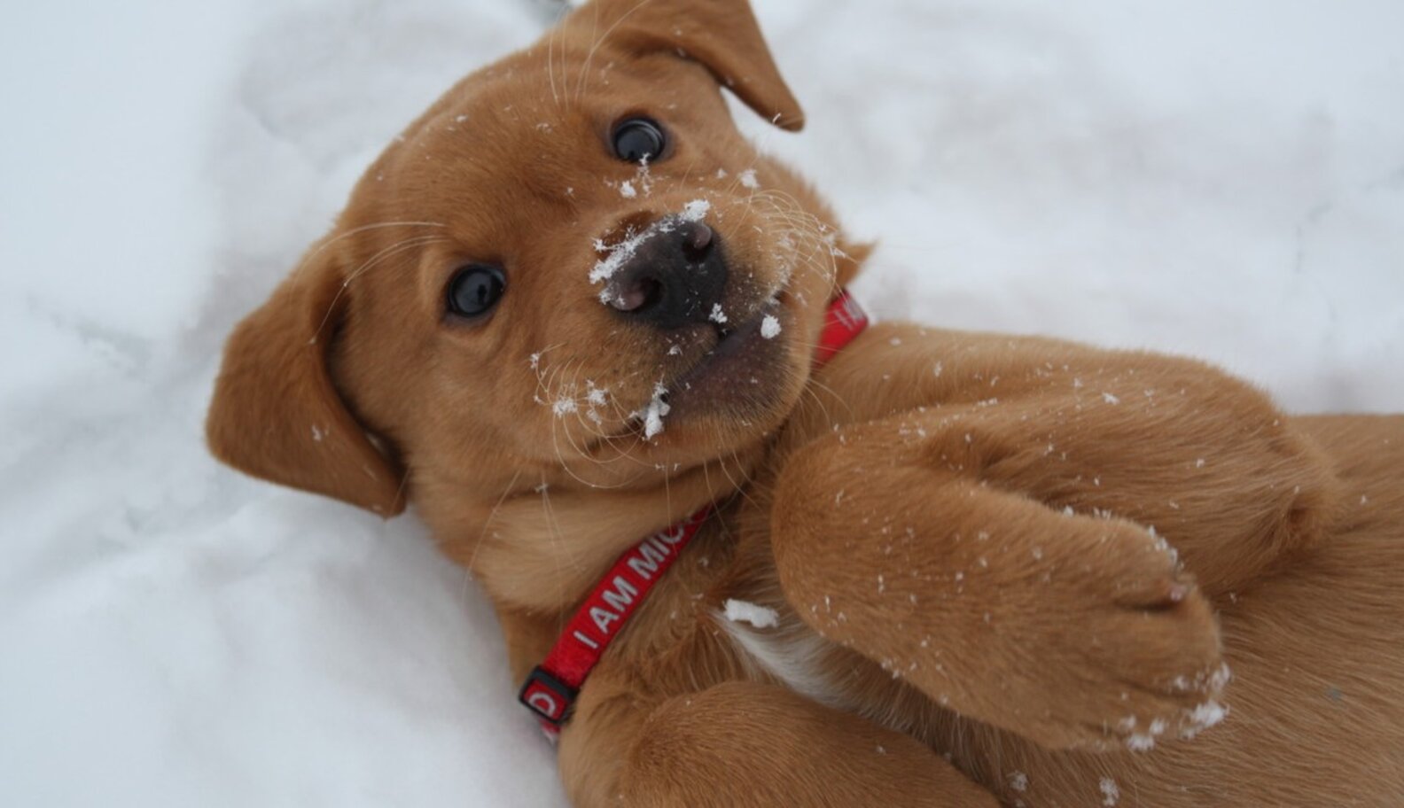 8 Overjoyed Dogs Who Just Love Romping In The Snow - The Dodo