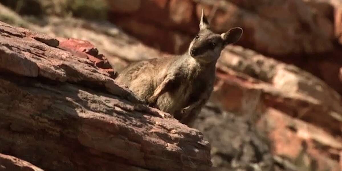 This Animal Can Run Straight Up A Cliff - Videos - The Dodo