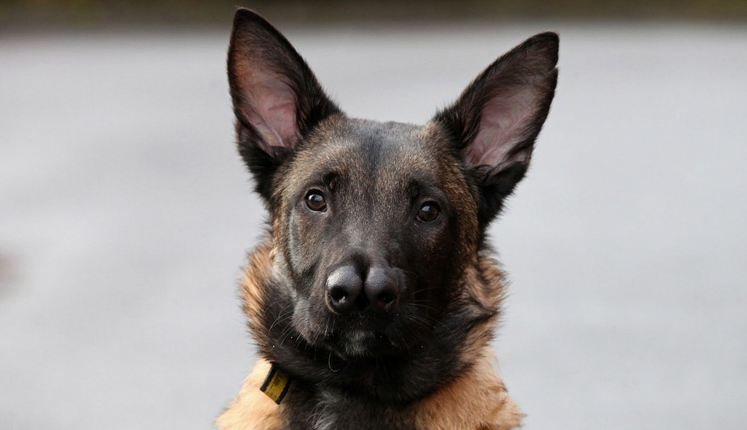 Dog With Two Noses Finally Finds A Home - The Dodo