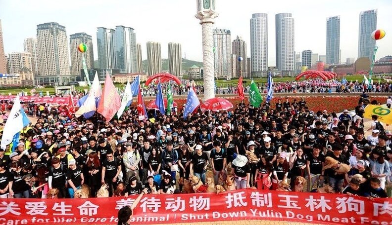 Thousands Of Dogs Saved From Slaughter By Fearless Heroes - The Dodo