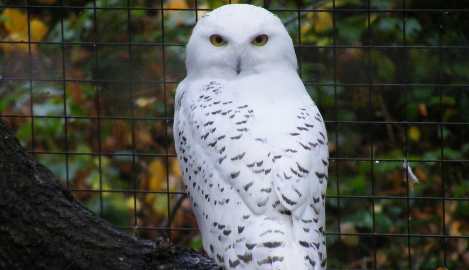 Harry Potter Tour Under Fire For Keeping ‘Distressed’ Owls In Tiny ...
