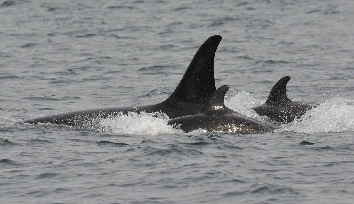 Miracle Fourth Newborn Wild Orca Spotted In 3 Months - The Dodo