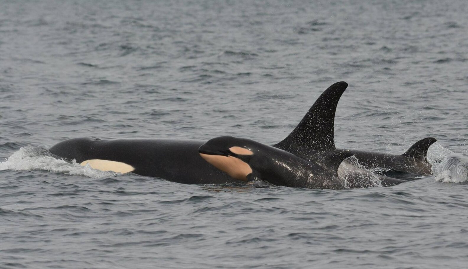 Miracle Fourth Newborn Wild Orca Spotted In 3 Months - The Dodo