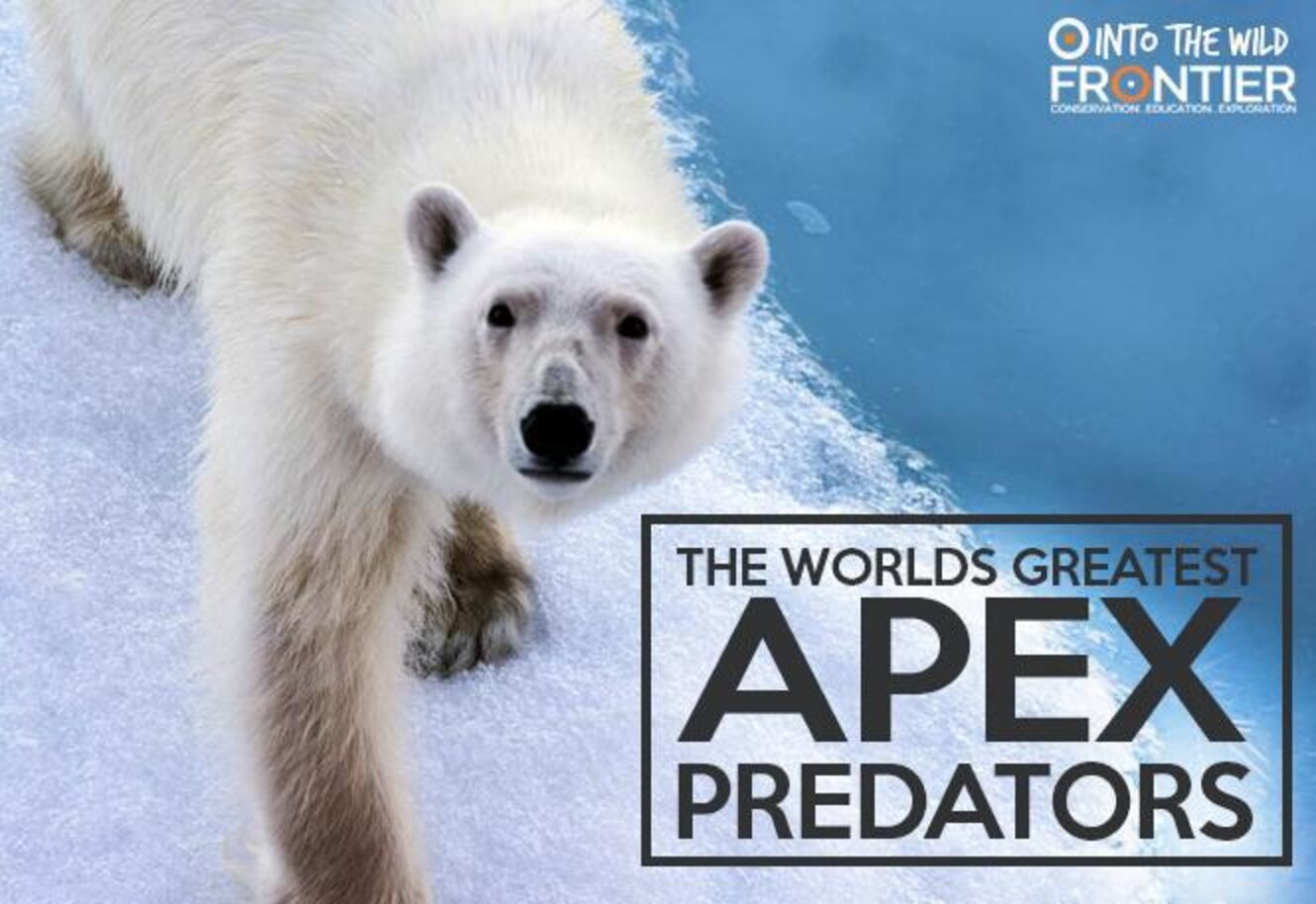 The World's Greatest Apex Predators - The Dodo