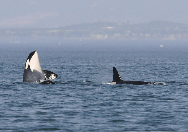 The World's Greatest Apex Predators - The Dodo