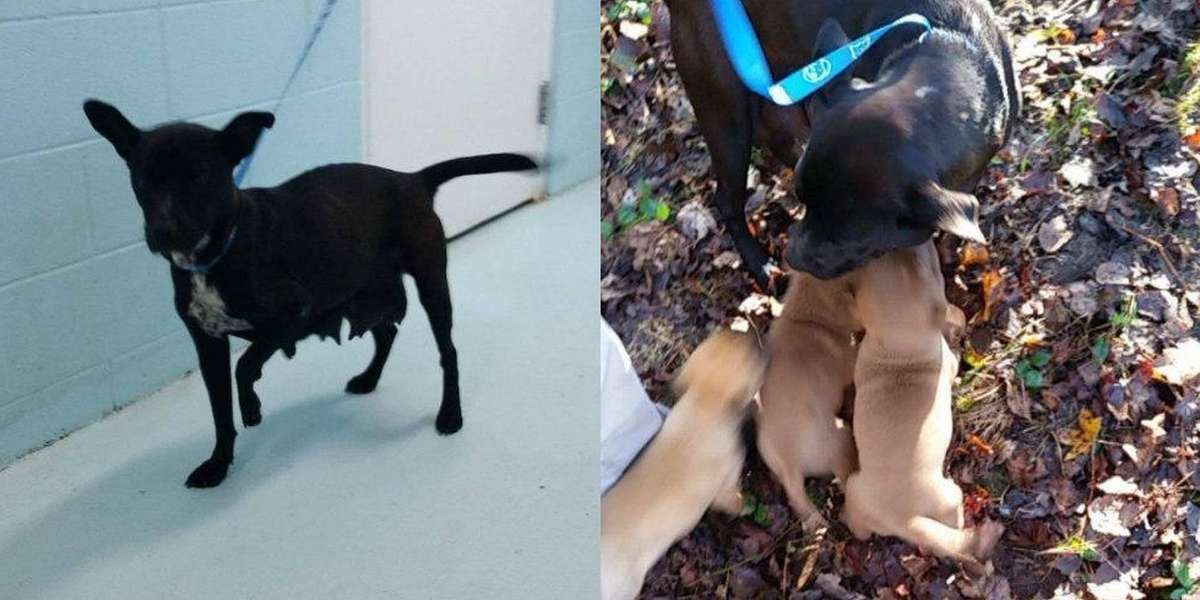 Dog Loses Her Leg Saving Her Babies From A Fire - The Dodo