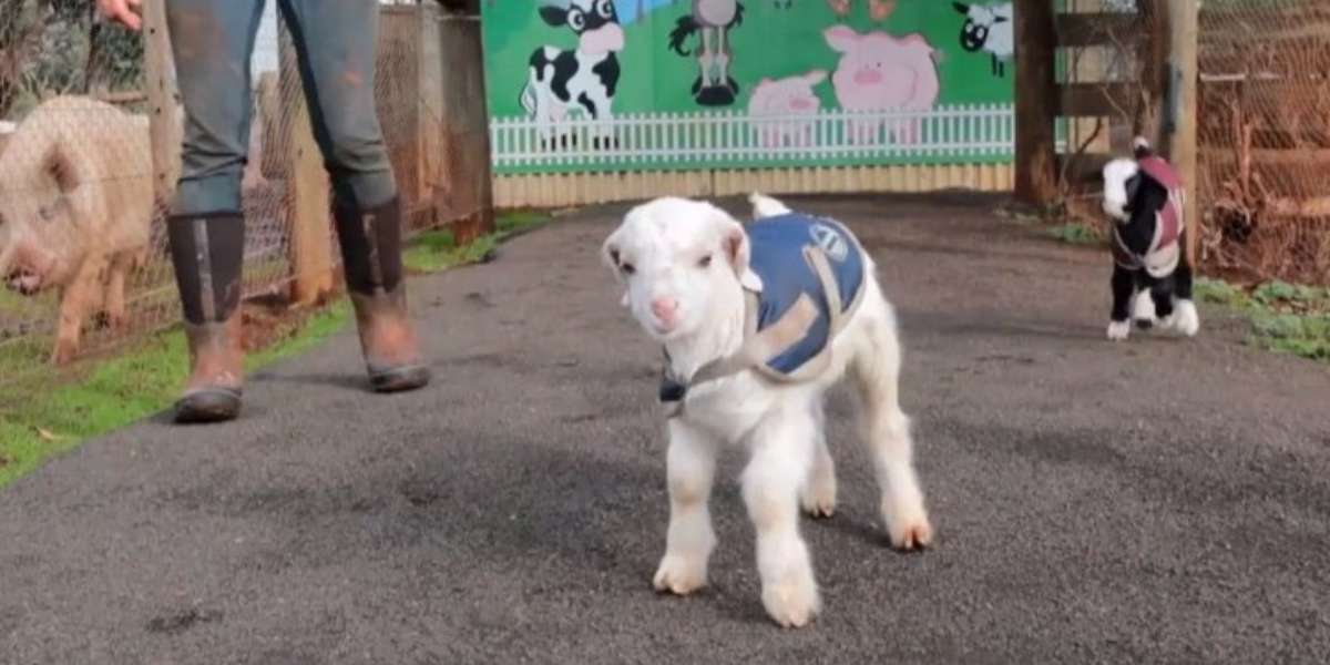 Tiny Goat Overcomes Disability, Learns To Walk On His Own - The Dodo