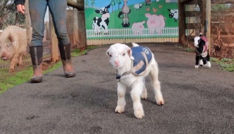 Tiny Goat Overcomes Disability, Learns To Walk On His Own - The Dodo