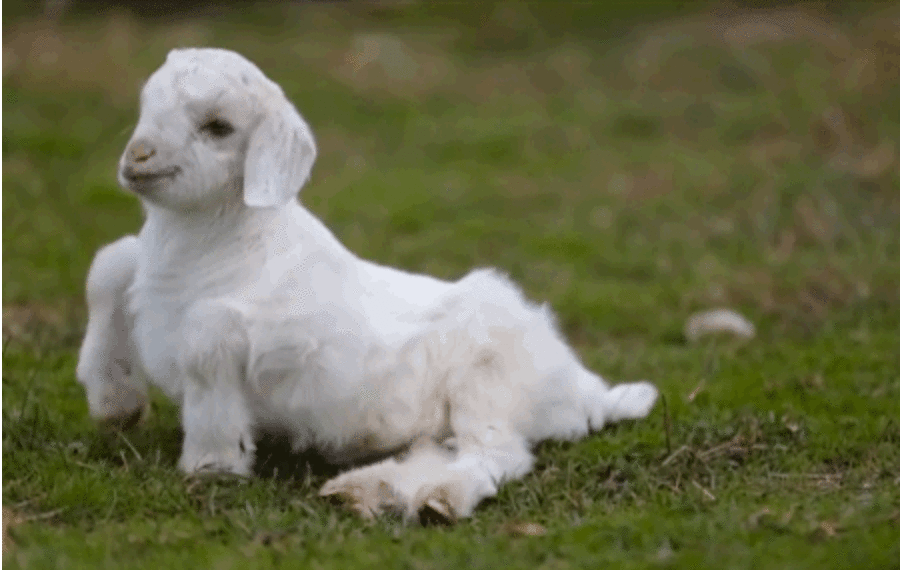 Tiny Goat Overcomes Disability, Learns To Walk On His Own - The Dodo