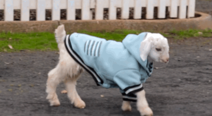 Tiny Goat Overcomes Disability, Learns To Walk On His Own - The Dodo