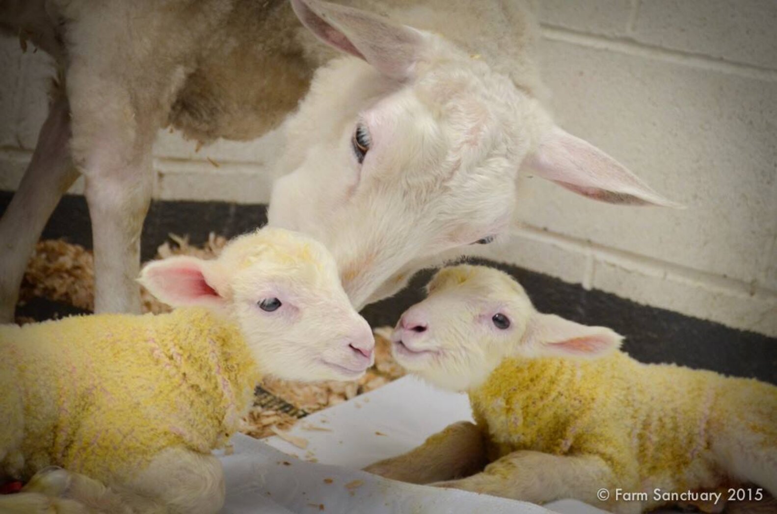 Baby Lamb Takes First Wobbly Steps With Rescued Mom's Help - The Dodo