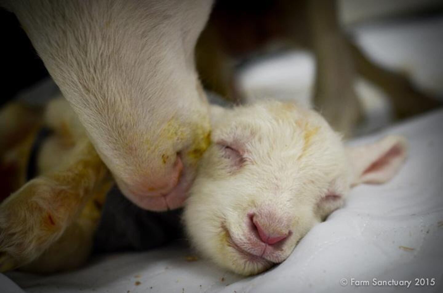 Baby Lamb Takes First Wobbly Steps With Rescued Mom's Help - The Dodo