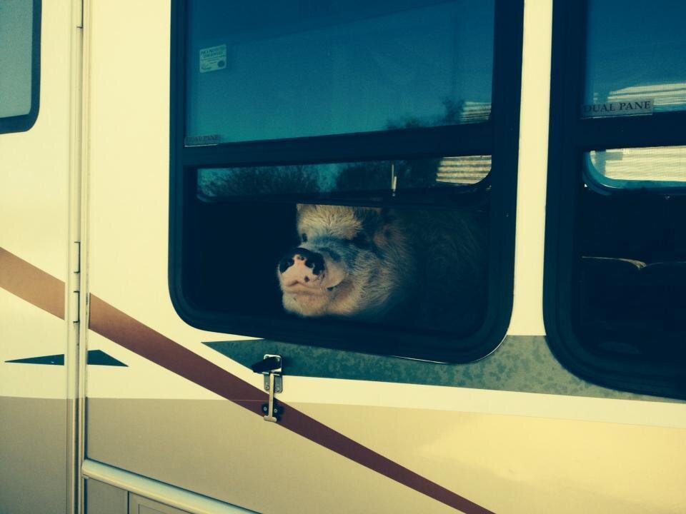 'Teacup' Pig Grows So Large He Needs His Own Private Plane - The Dodo
