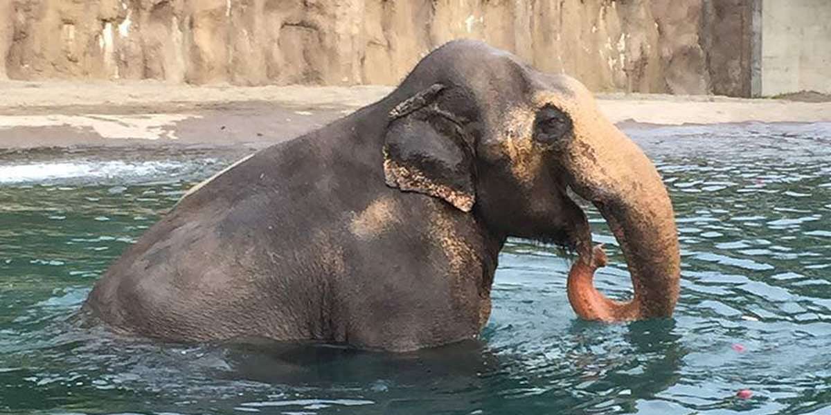 Oregon Zoo Kills Packy The Elephant - The Dodo