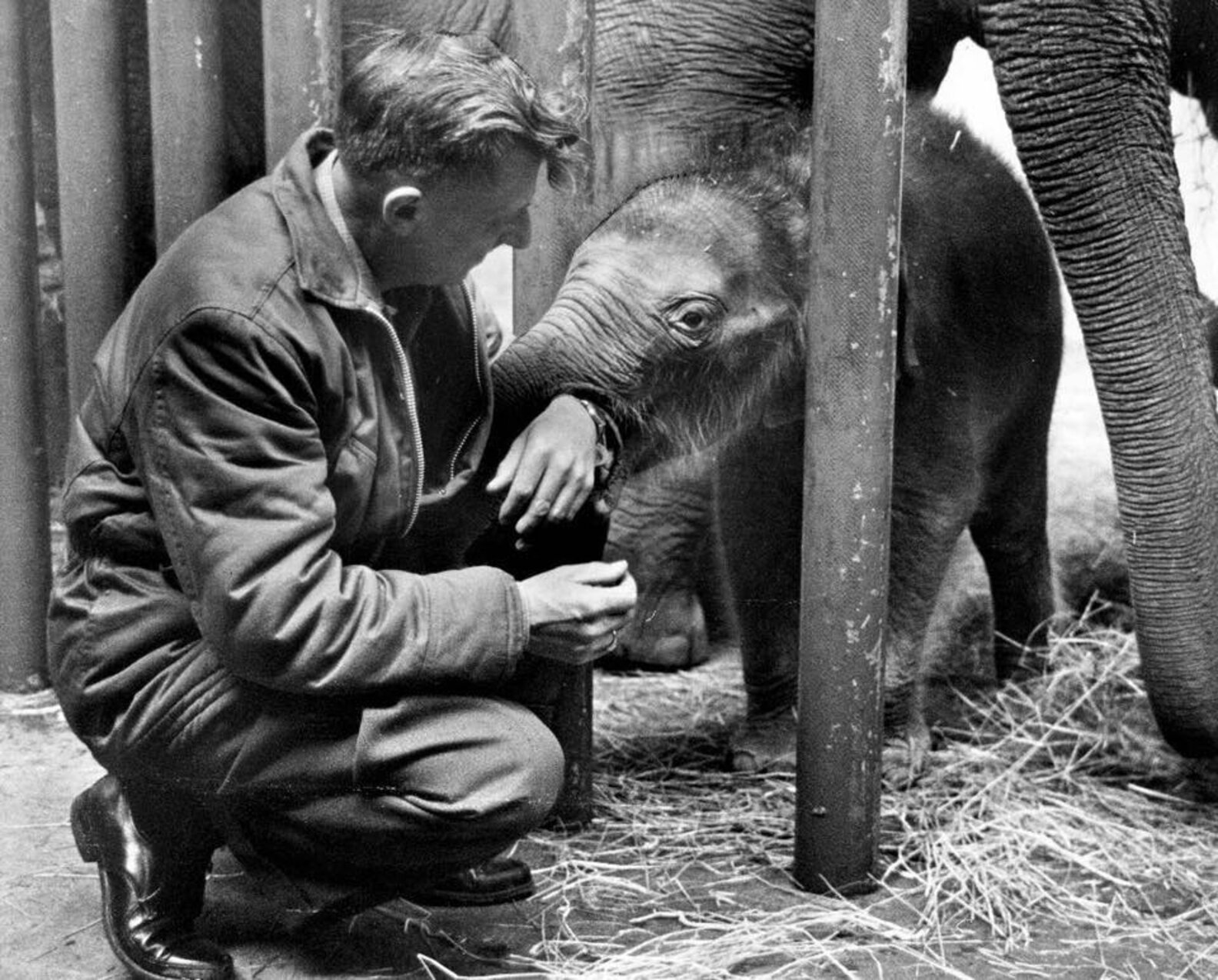 Oregon Zoo Kills Packy The Elephant - The Dodo