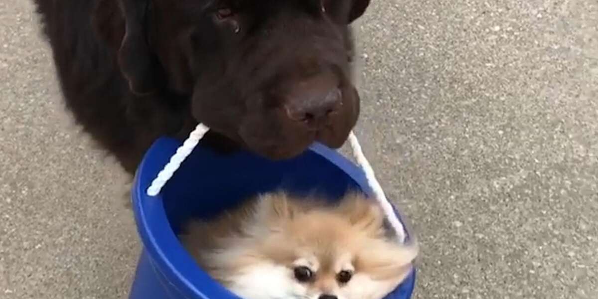Huge Dog Carries His Tiny Friend In A Bucket - Videos - The Dodo