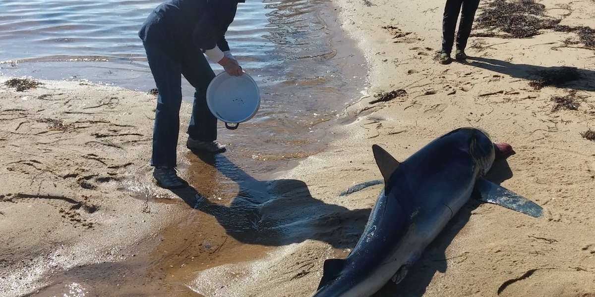 Awesome People Rush In To Save A Huge Stranded Shark - The Dodo