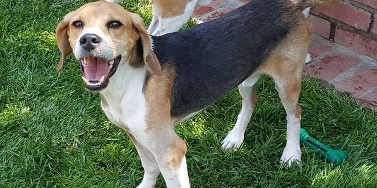 Rescued Lab Animals Seeing Sun For The First Time Will Make Your Day ...