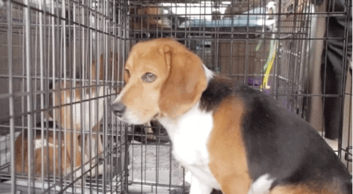 Rescued Lab Animals Seeing Sun For The First Time Will Make Your Day ...