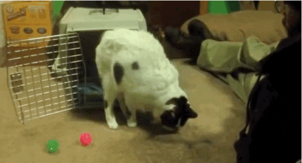 Rescued Lab Animals Seeing Sun For The First Time Will Make Your Day ...