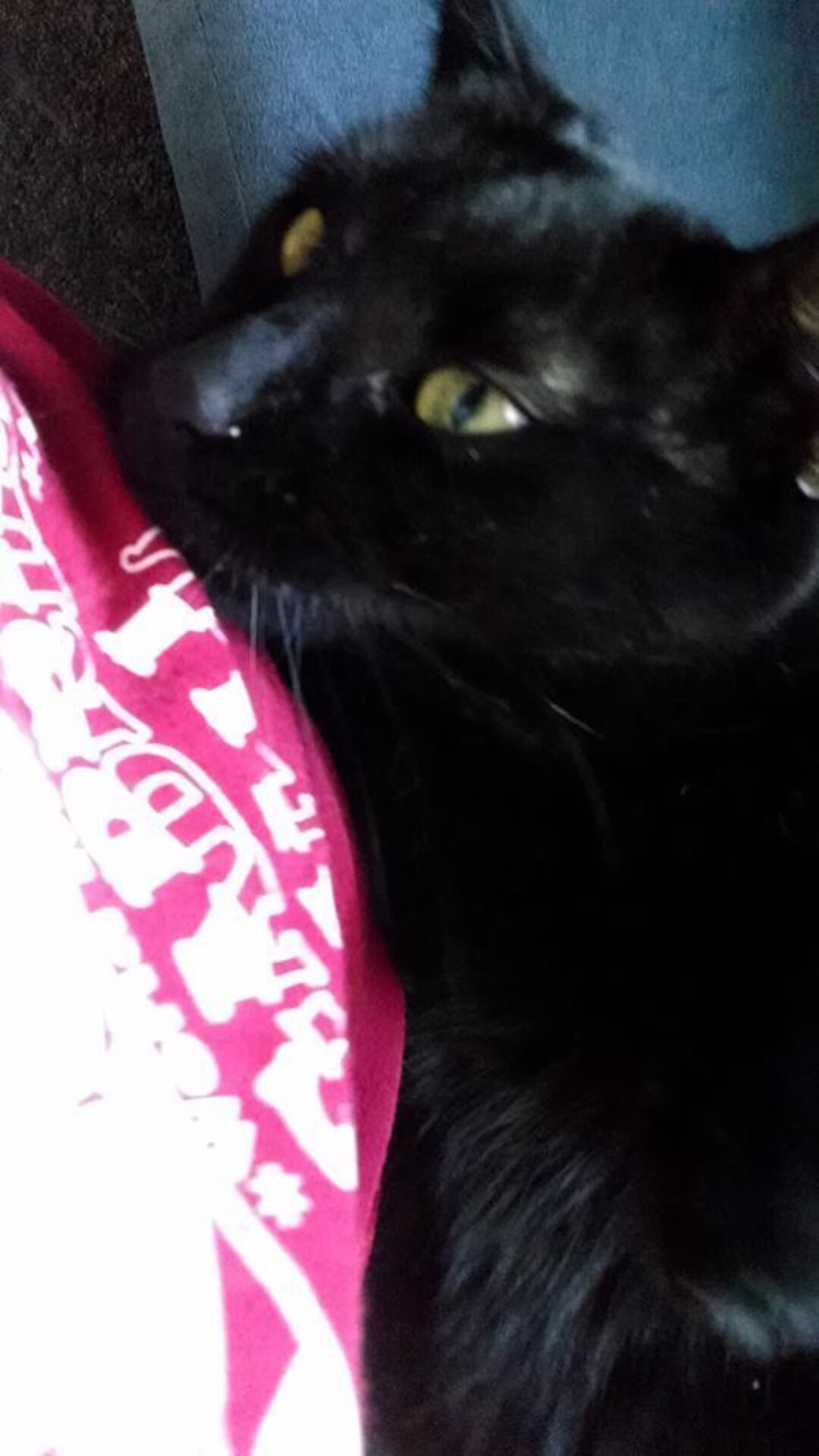 Rescued Lab Animals Seeing Sun For The First Time Will Make Your Day ...