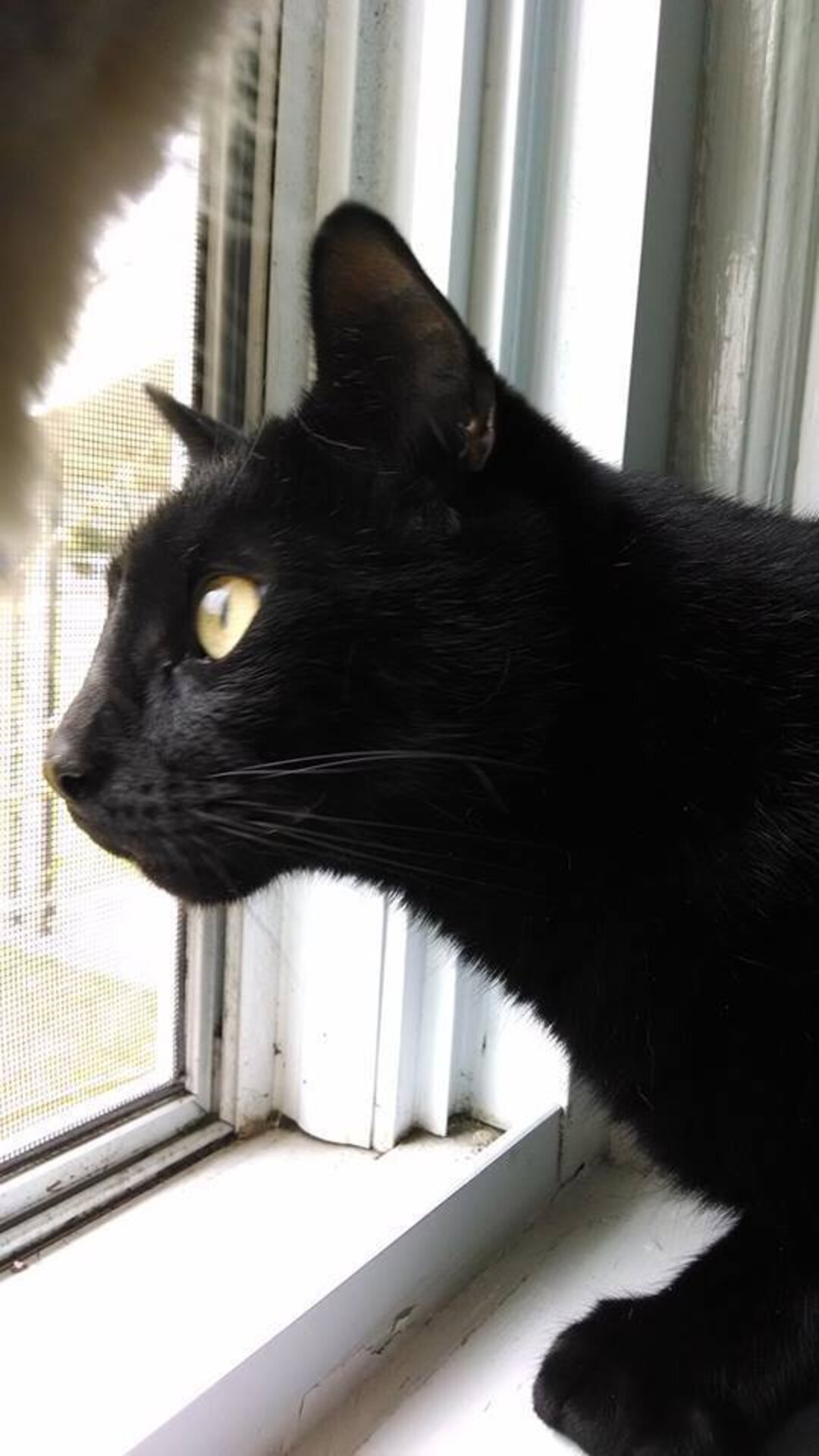 Rescued Lab Animals Seeing Sun For The First Time Will Make Your Day ...