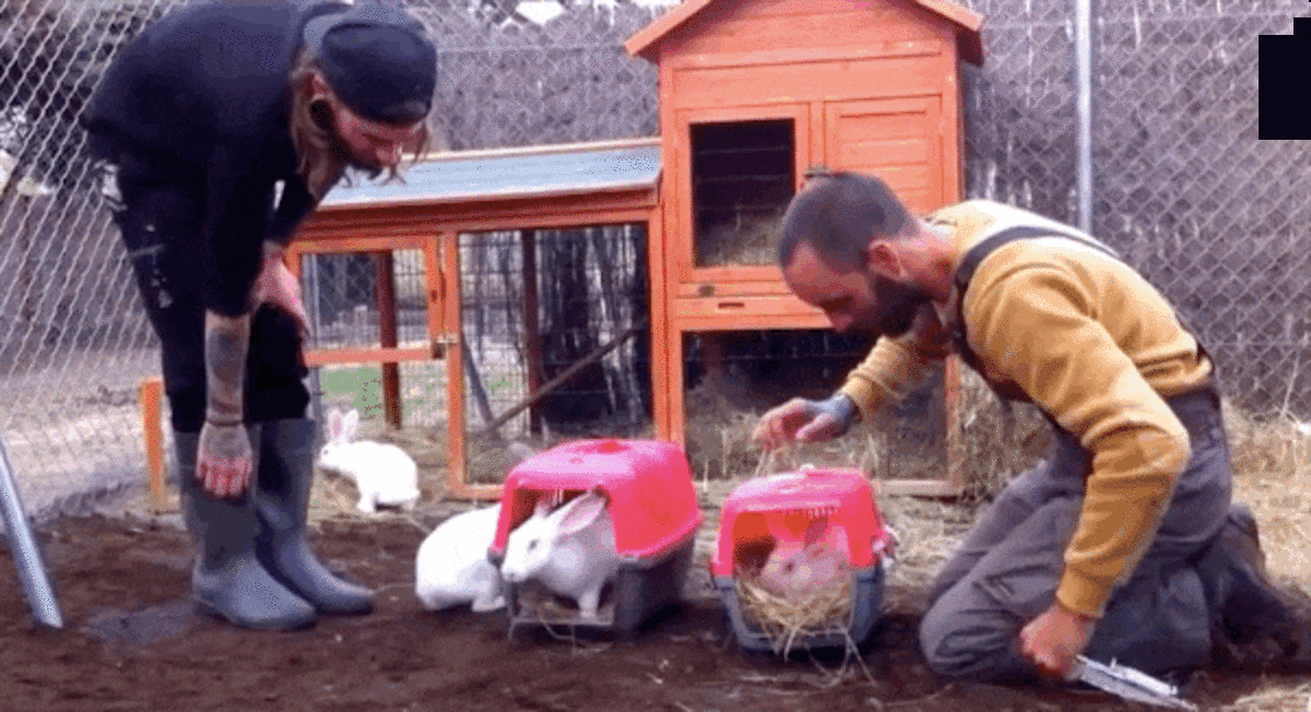 Rescued Lab Animals Seeing Sun For The First Time Will Make Your Day ...